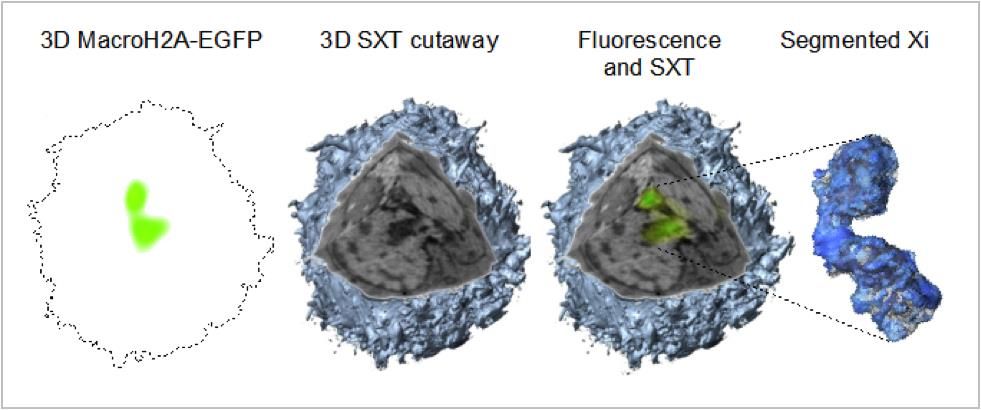Genetic Process Behind Calico Kitty Coats Visualized | Live Science