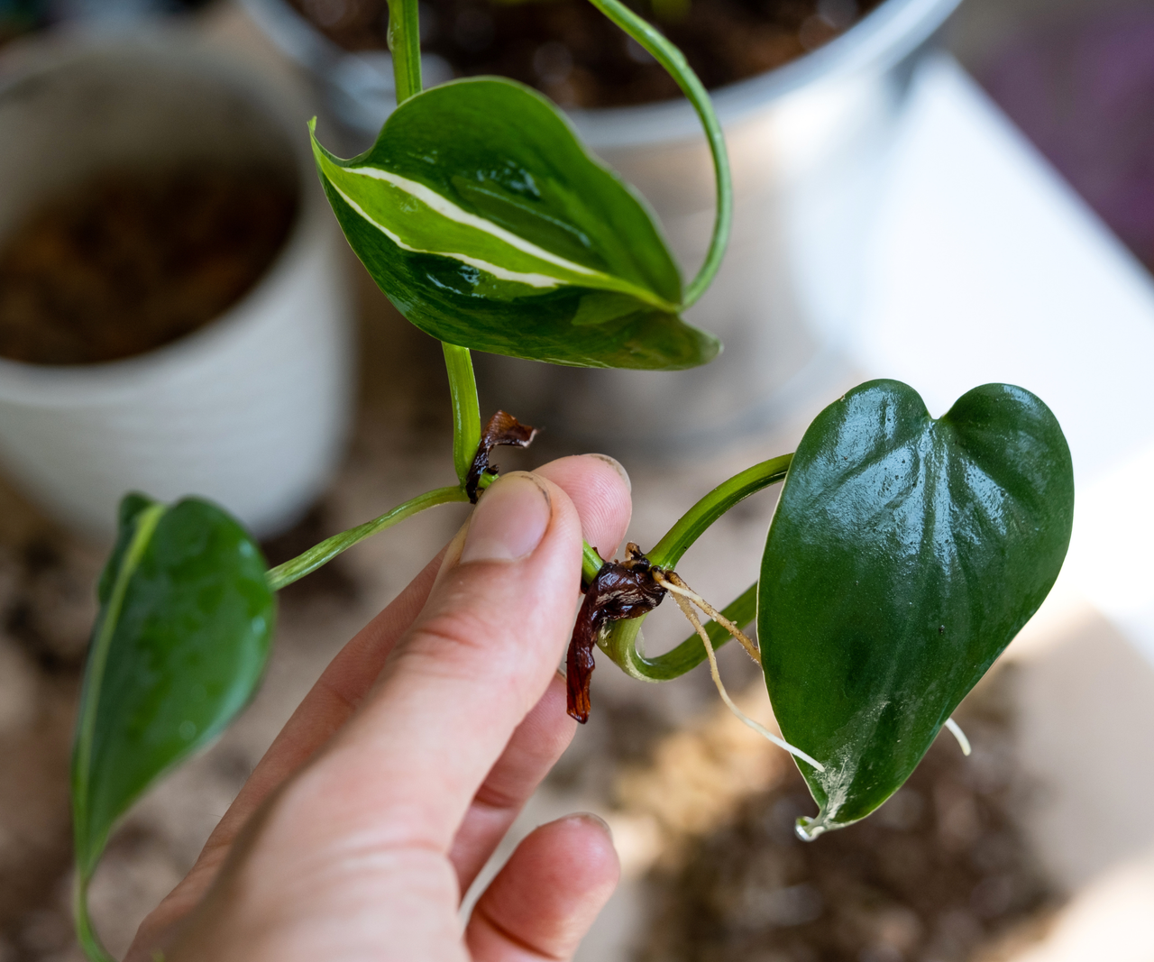 How to propagate philodendron: 3 expert methods | Homes and Gardens