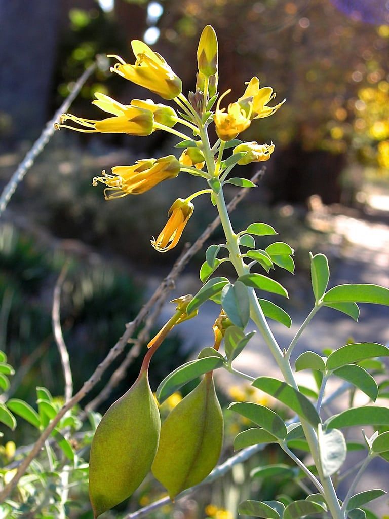 Bladderpod Plant Info – Tips For Growing Bladderpod Flowers | Gardening ...
