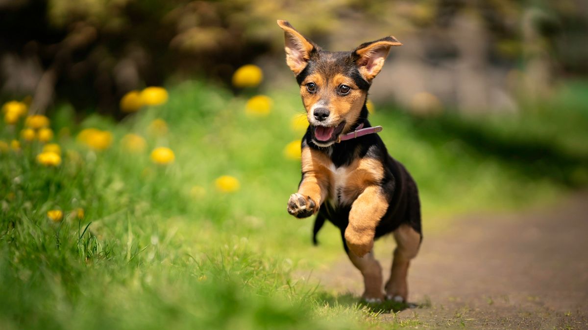This is what to remember when your dog goes through the teenage phase ...
