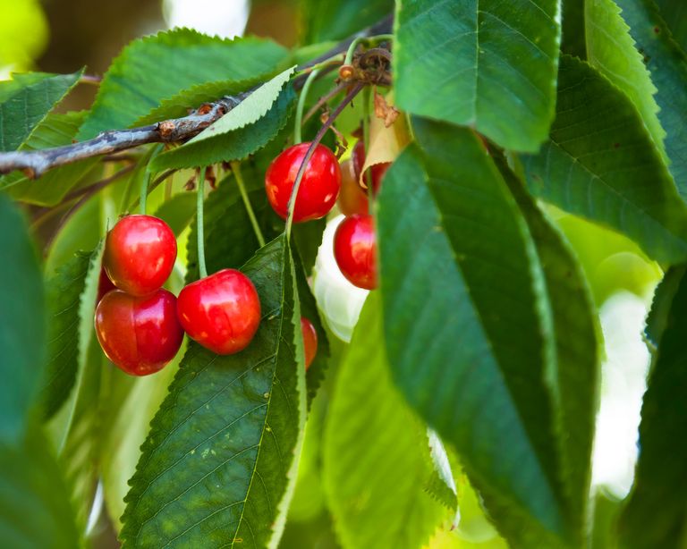 Best trees with berries: 10 trees to feed the wildlife | Gardeningetc