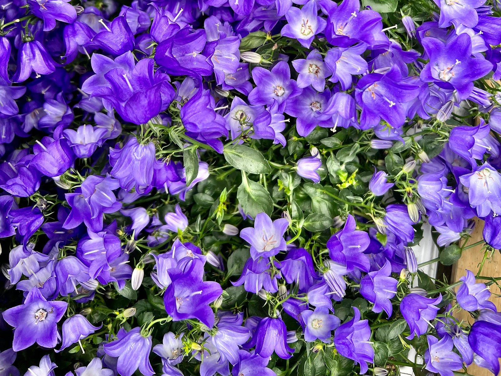 Bring On The Bellflowers: Campanula Varieties For Every Garden ...