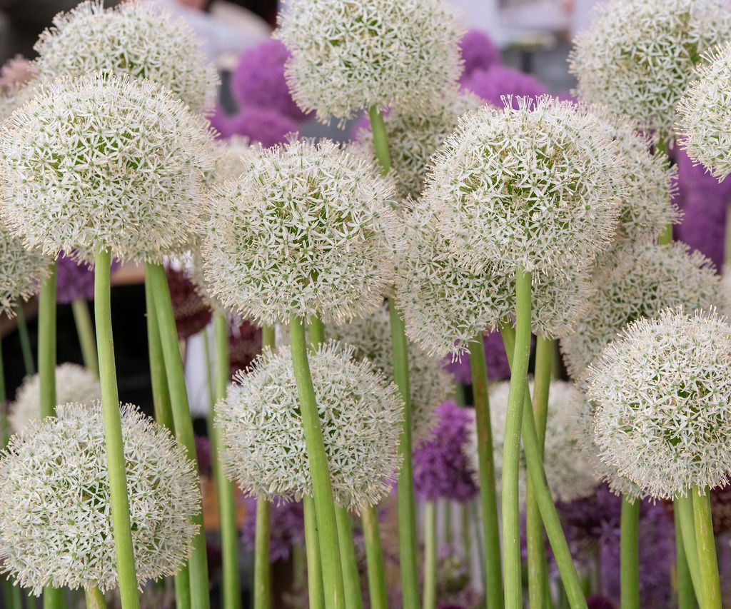 8 Flowering Alliums For Showstopping Beds And Borders | Gardening Know How