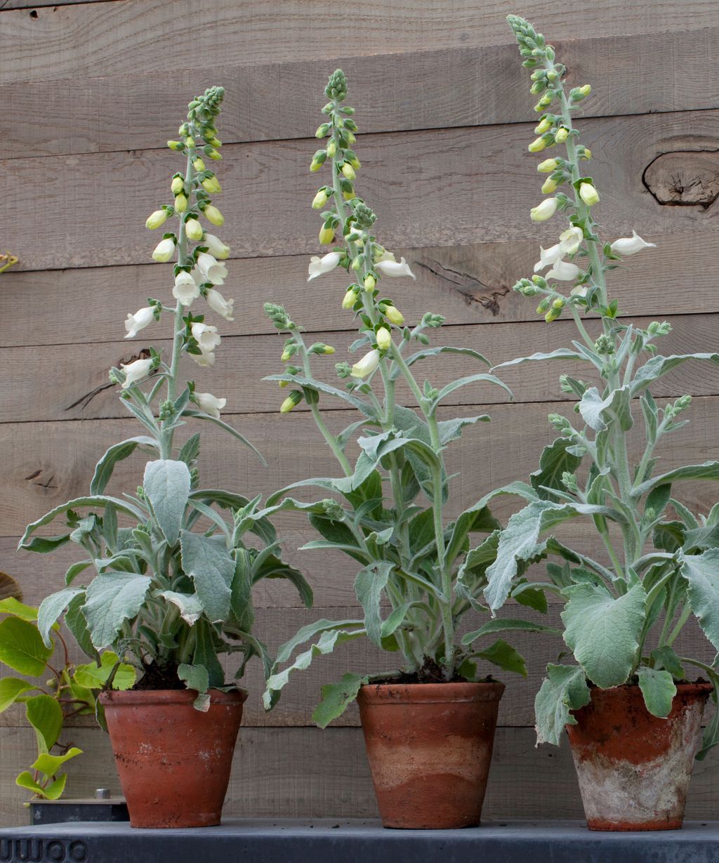 Foxgloves care and growing guide: expert tips for success | Homes and ...