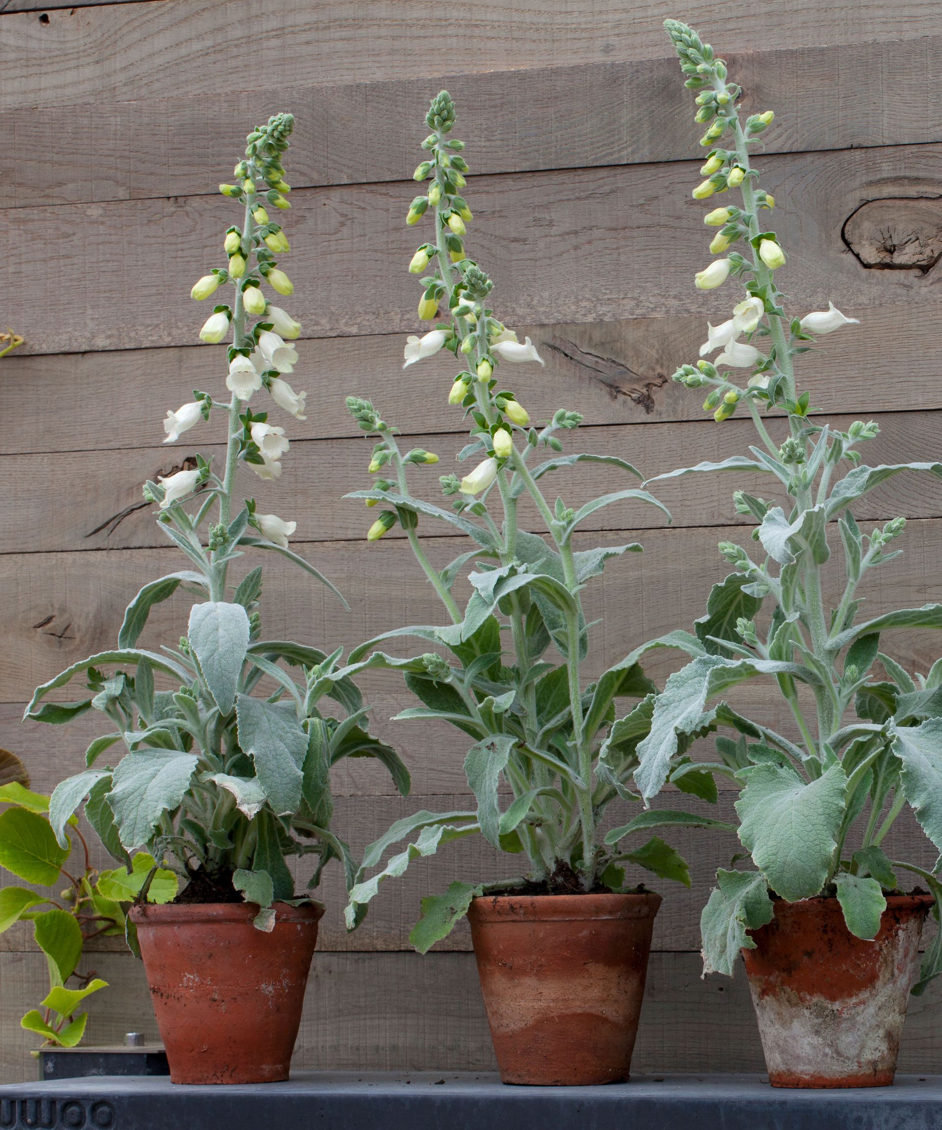 Foxgloves care and growing guide: expert tips for success | Homes and ...