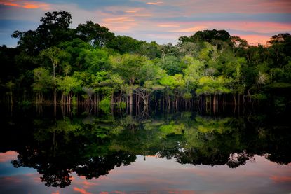 A guide to visiting the Amazon rainforest responsibly | The Week