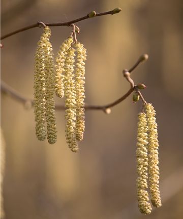 What's your birth month tree? All 13 explained | Homes and Gardens