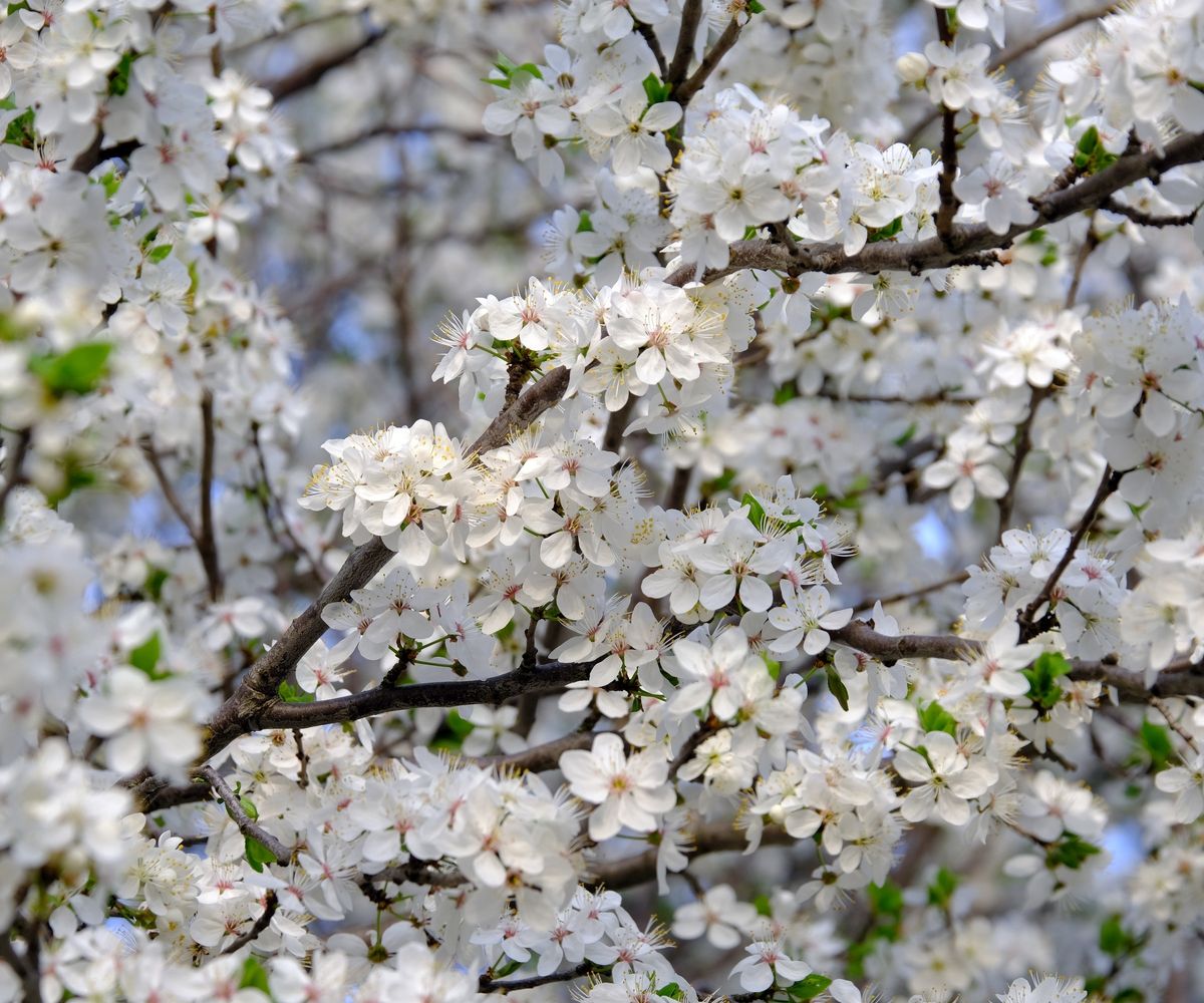 8 trees to prune in spring | Homebuilding