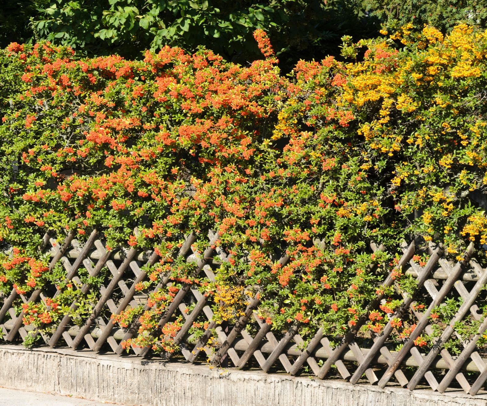 Intruder proof hedge plants: 10 ways to boost home security | Homes and ...