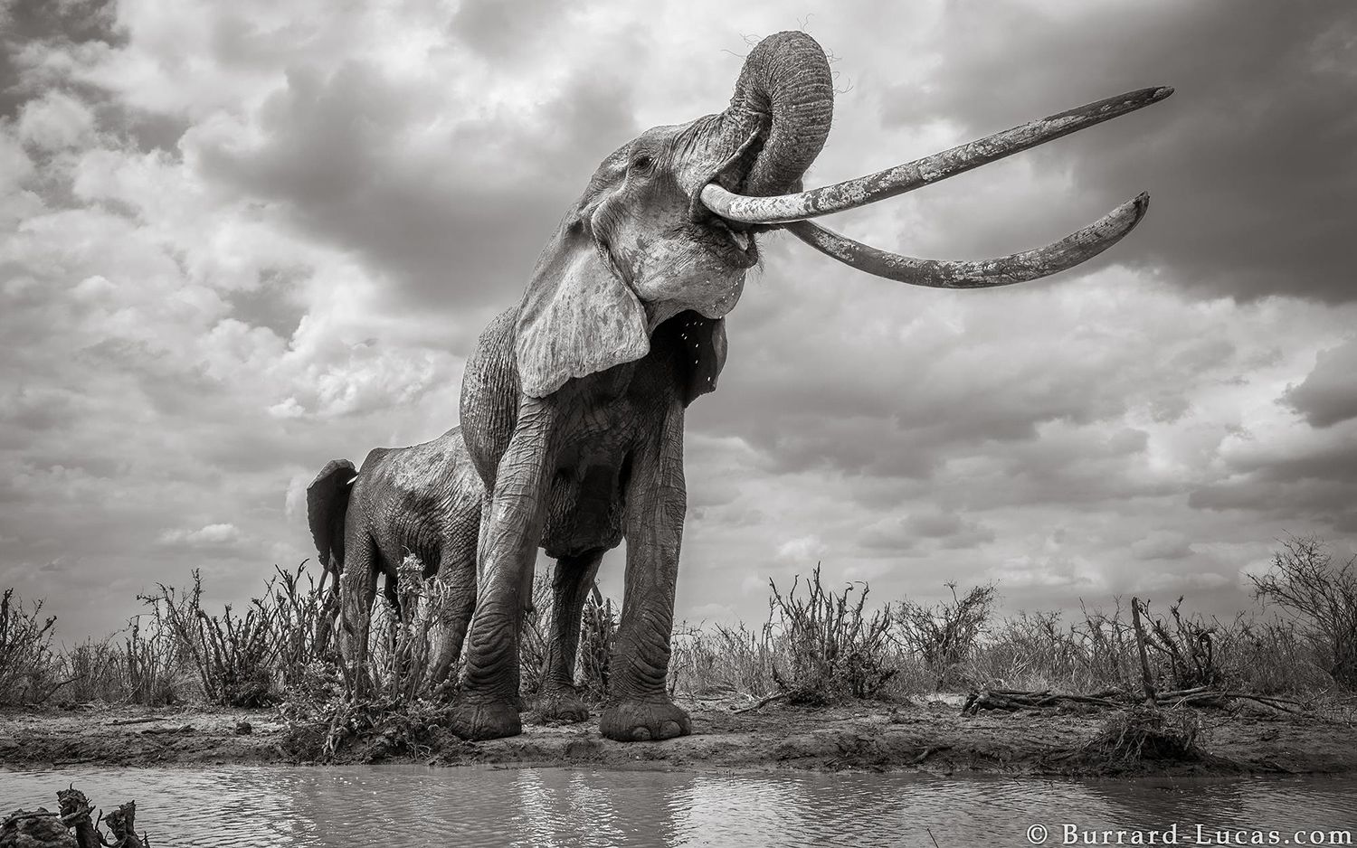 Incredible Photos Capture Last Glimpse of Long-Tusked 'Elephant Queen ...