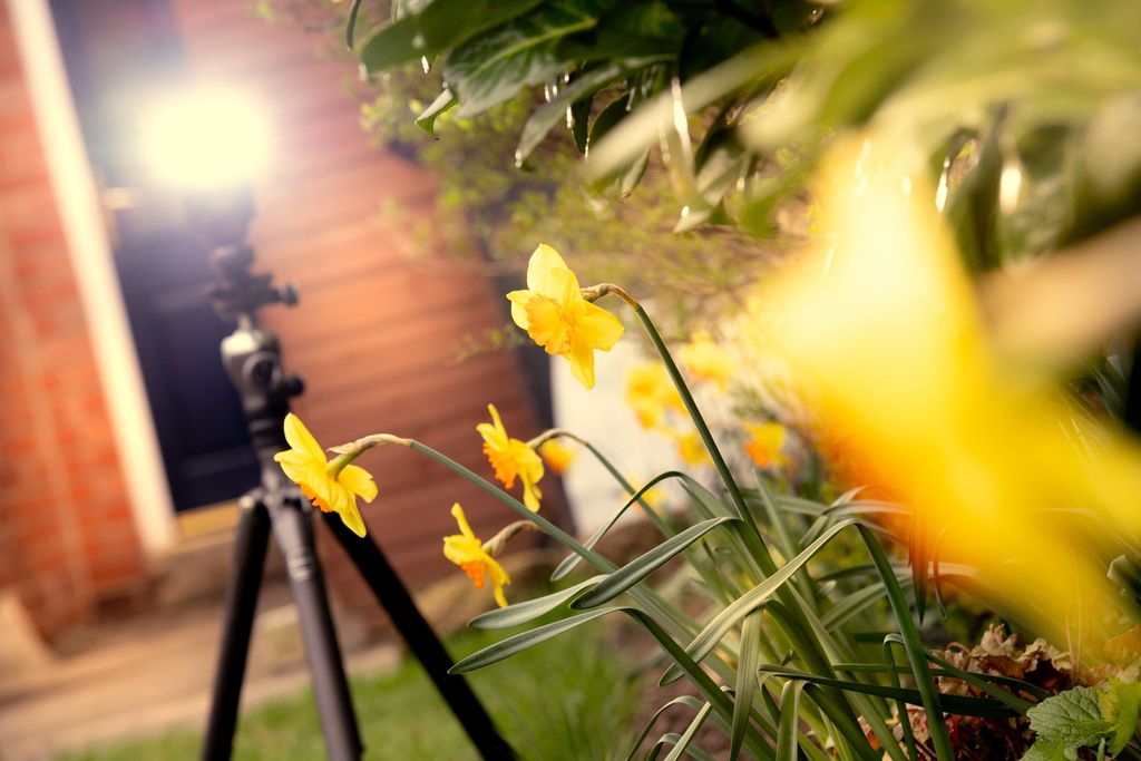 Shoot amazing flower portraits in your garden | Digital Camera World