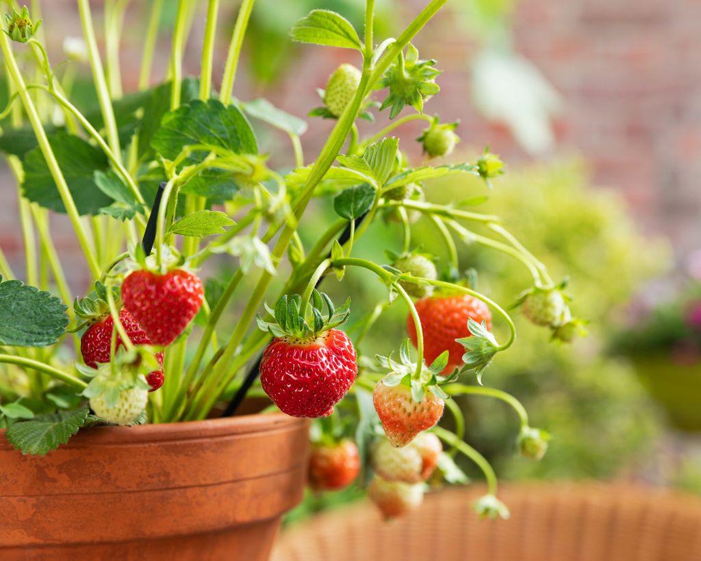 How Long Do Strawberries Take To Grow And Produce Fruit? | Gardening Know How