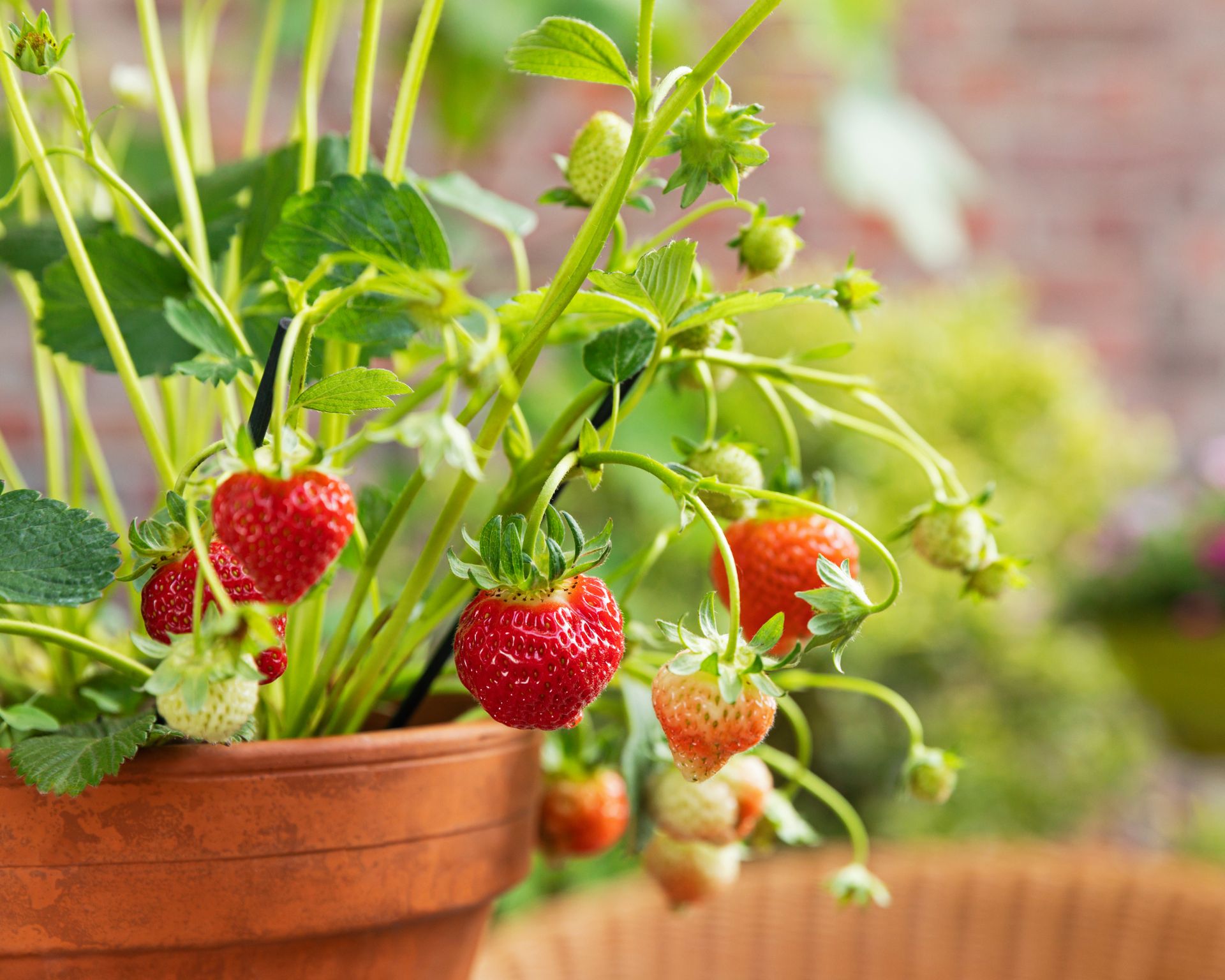 How Long Do Strawberries Take To Grow And Produce Fruit? | Gardening ...