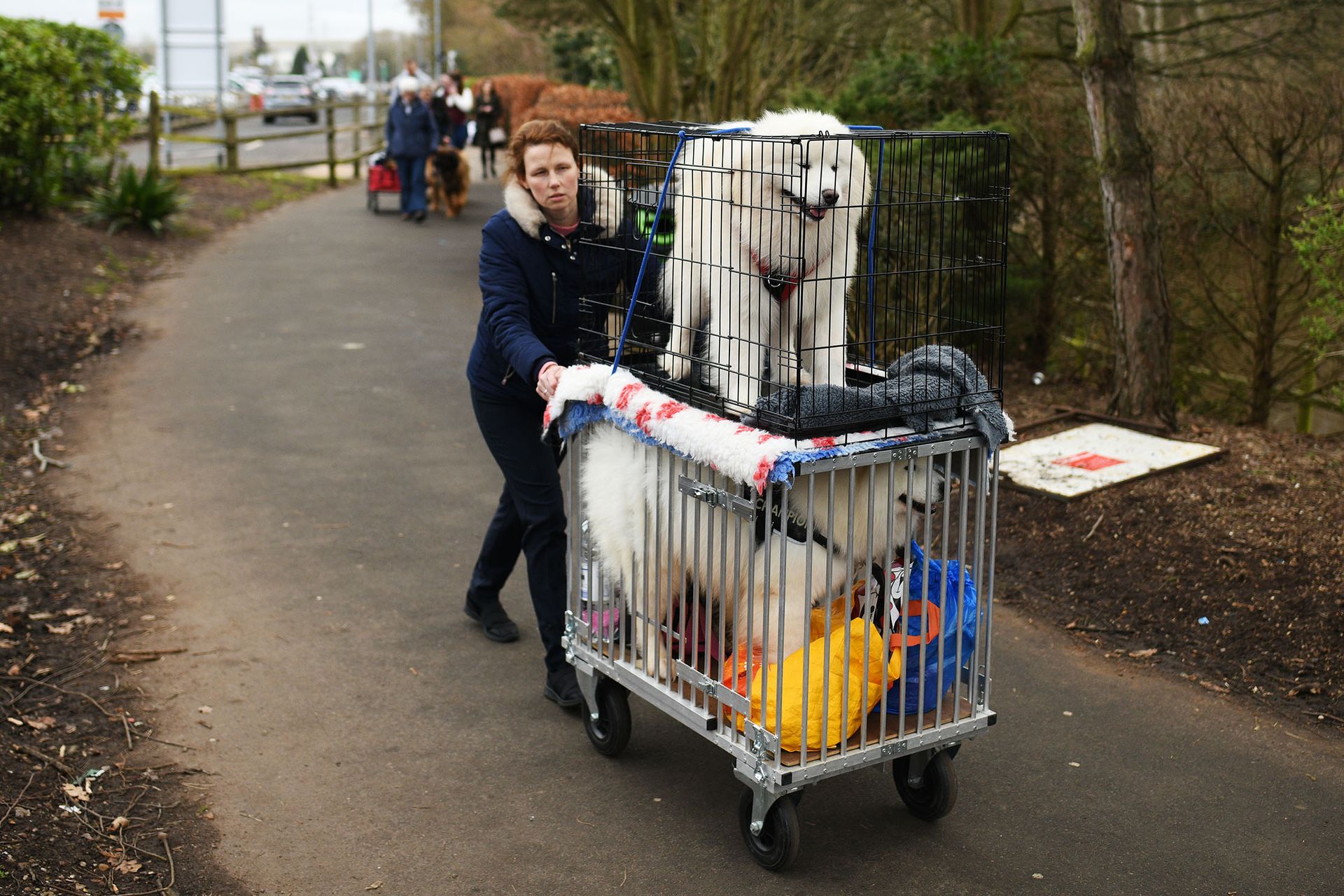 Crufts 2020: Best behind-the-scenes pictures from the iconic dog show ...