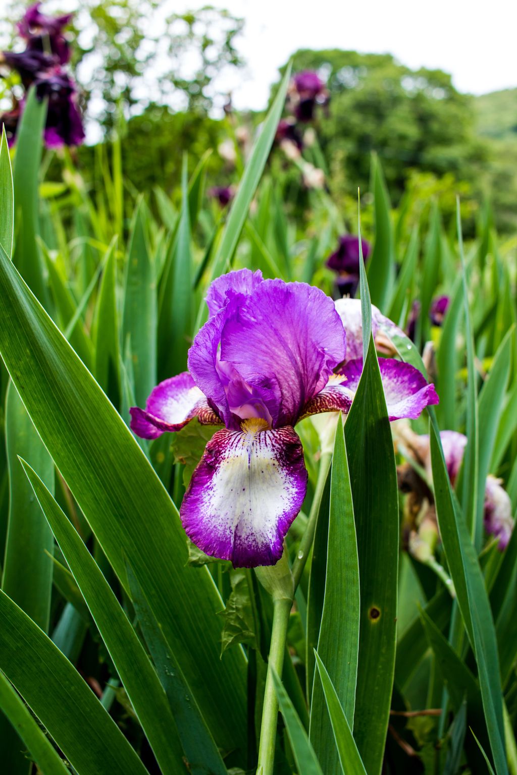 How to grow irises | Homes and Gardens
