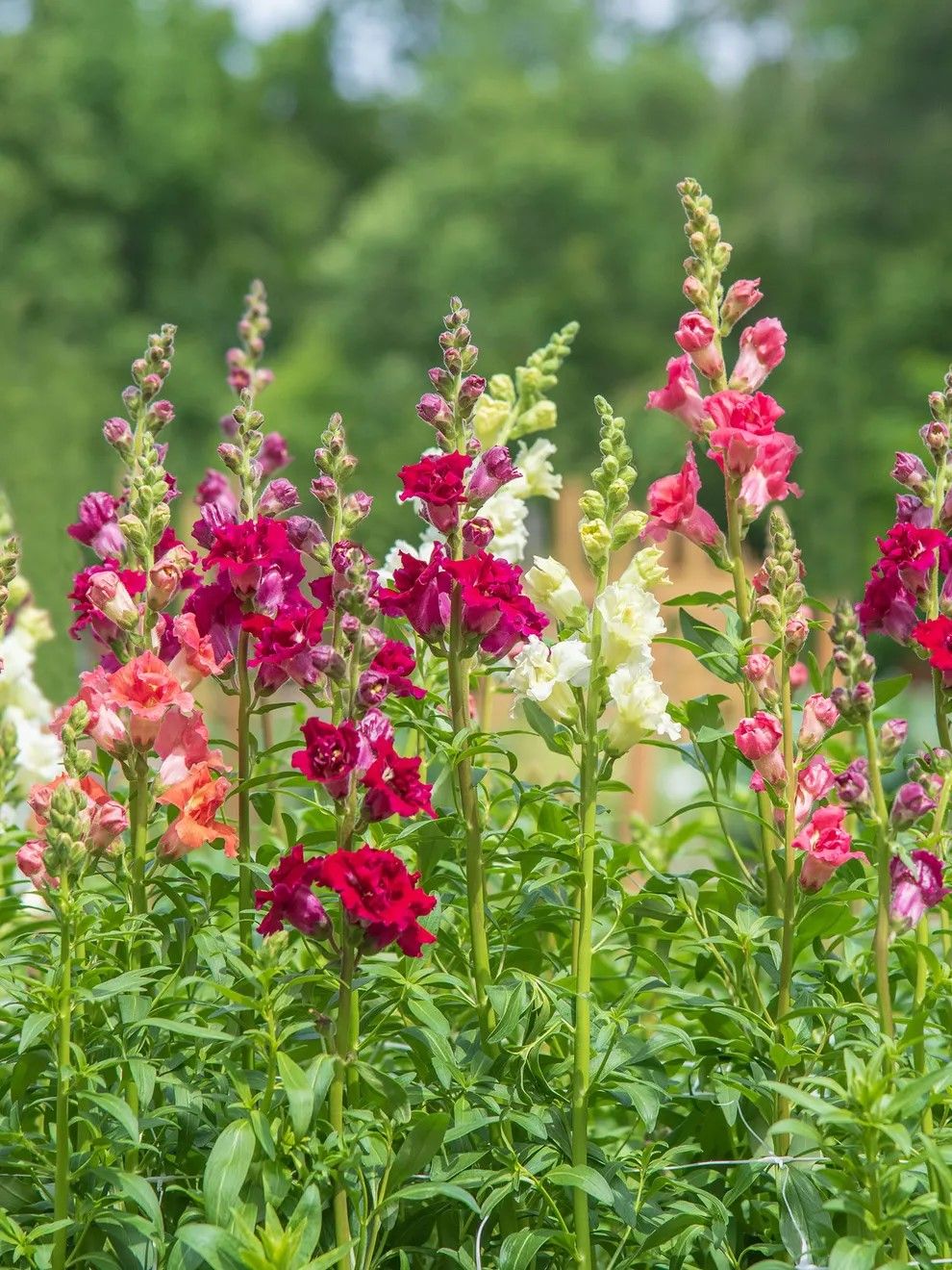 How to keep snapdragons flowering: with expert advice | Homes and Gardens