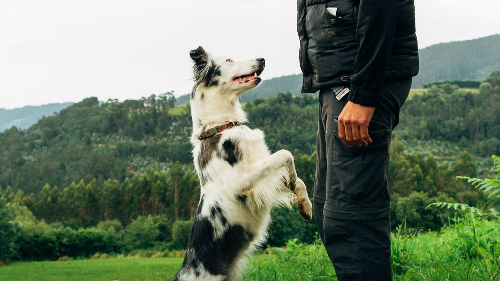 How to handle dog aggression: Vet solves 5 common behavioral problems ...