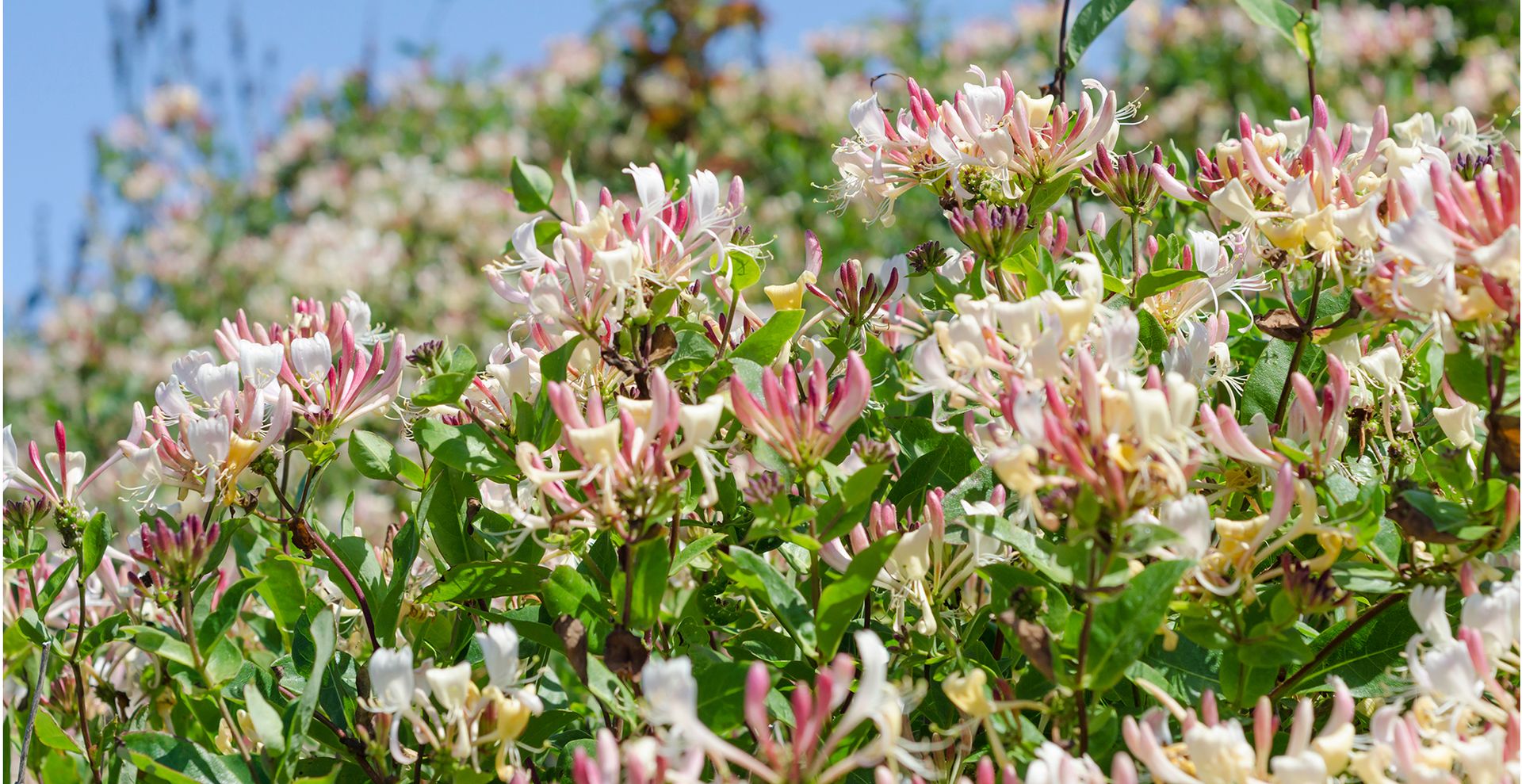 How to prune honeysuckle: an expert pruning guide | Woman & Home