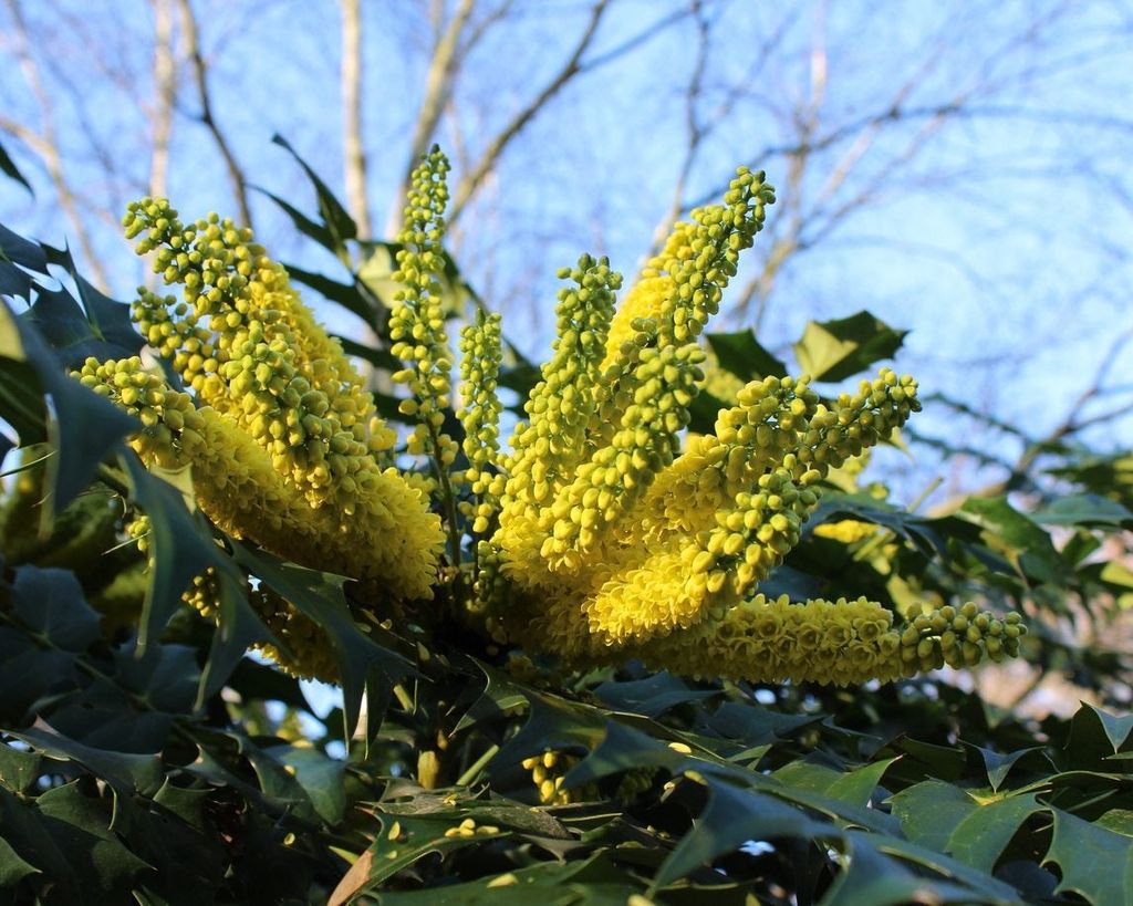 Leatherleaf Mahonia In Gardens - Tips For Growing Leatherleaf Mahonia ...