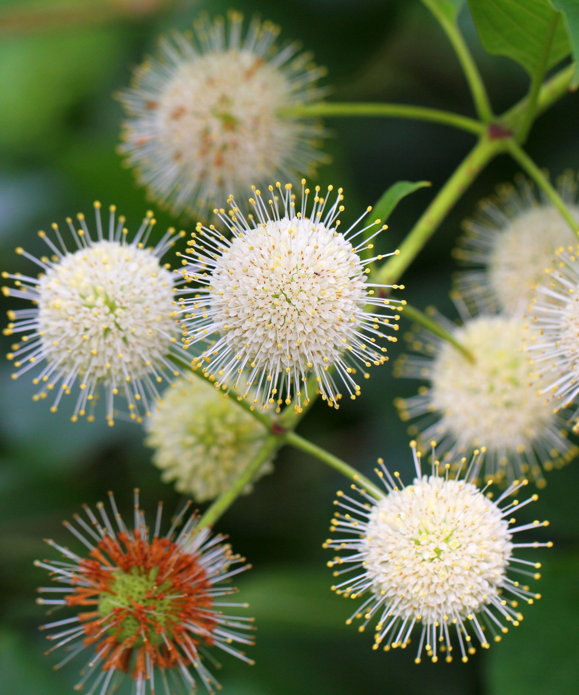 How to grow buttonbush: for a native flowering shrub | Homes and Gardens