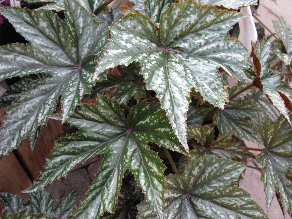 Gryphon Begonia Information - How To Grow A Gryphon Begonia | Gardening ...