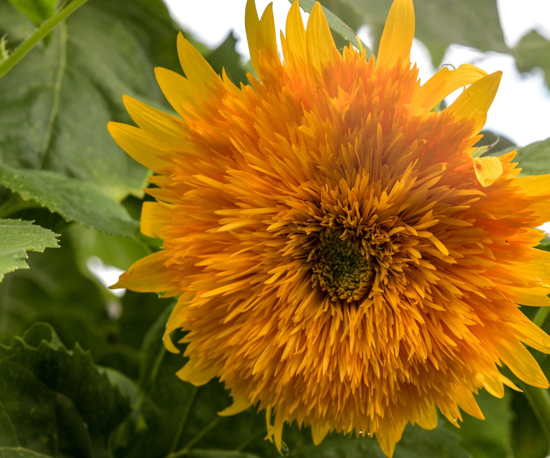 Sunflower varieties to grow - 9 bold and easy blooms to try | Homes and ...