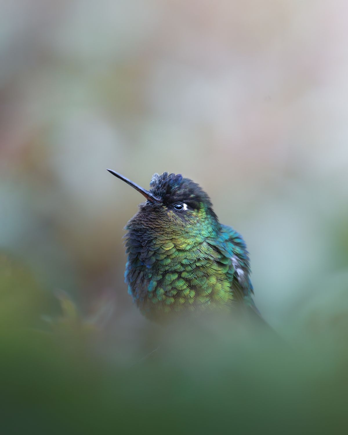 Wildlife photographer Sharon Vanadia shares her story and Canon camera ...