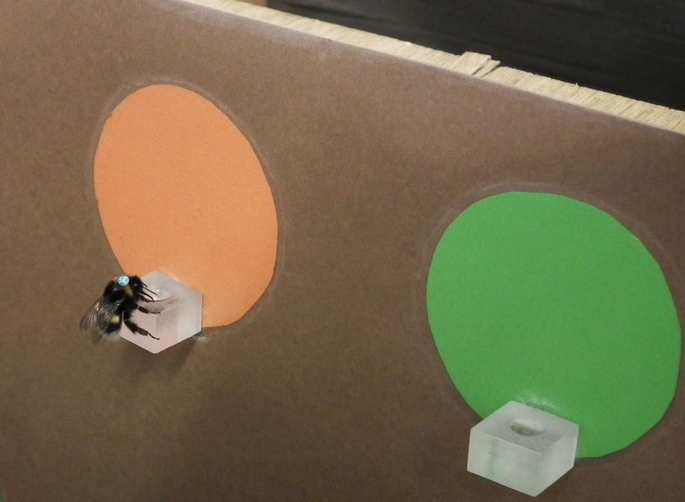 Surprisingly Simple Logic Explains Amazing Bee Abilities | Live Science