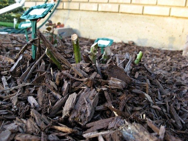 Mounding Roses: Mounding And Mulching Roses For Winter | Gardening Know How