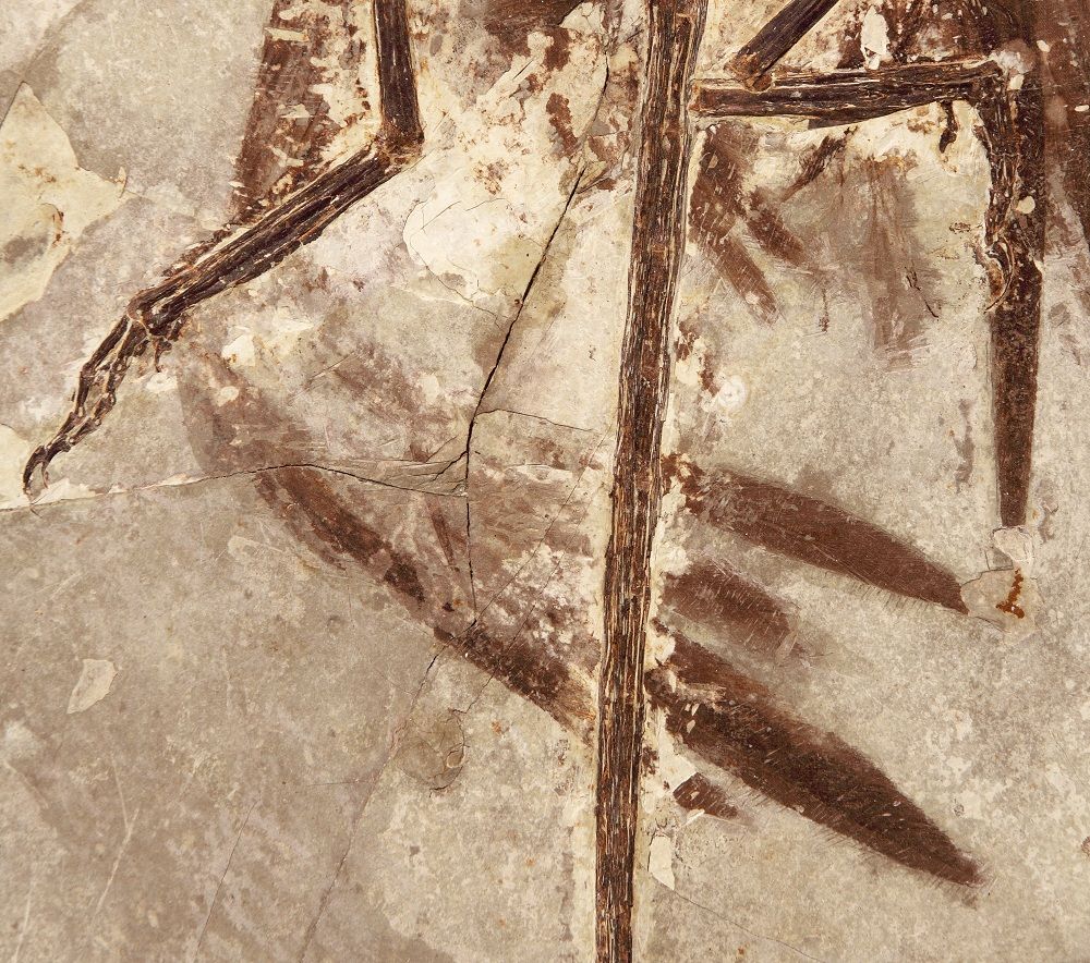 Tiny Dino: Reconstructing Microraptor's Black Feathers | Live Science