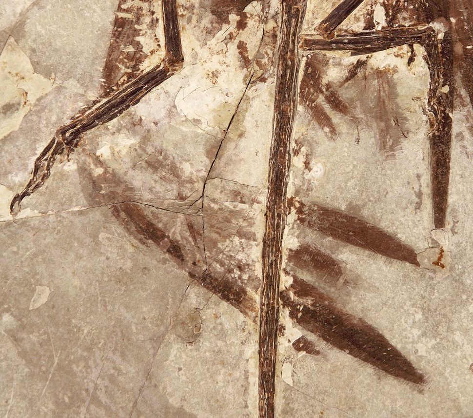 Tiny Four-Winged Dinosaur Sported Shimmery Black Feathers | Live Science