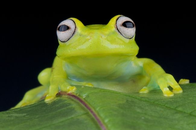 Eye-Swallowing and Mouth Birth: Freaky Facts About Frogs | Live Science