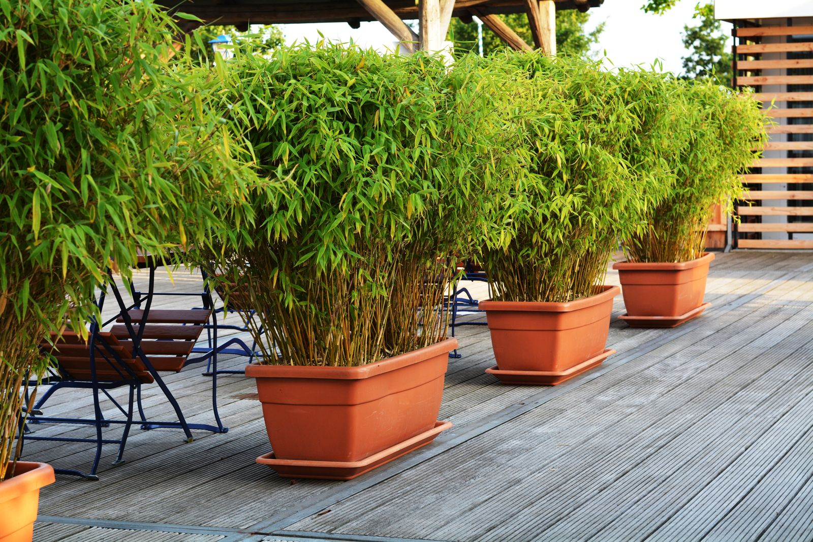How to Trim a Bamboo Plant — An Expert's Guide | Livingetc