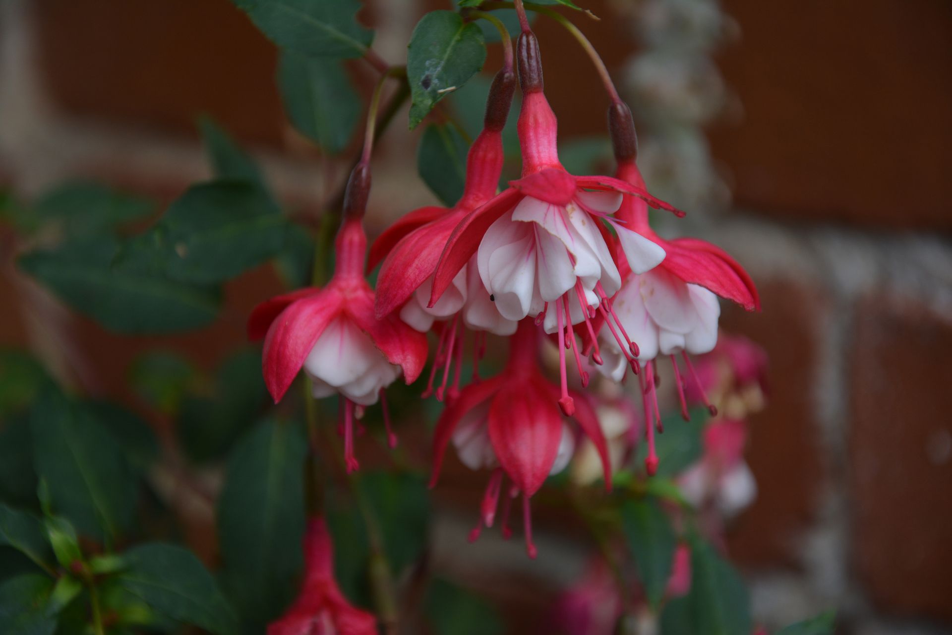How to grow fuchsias: make them the centrepiece of your borders, pots ...