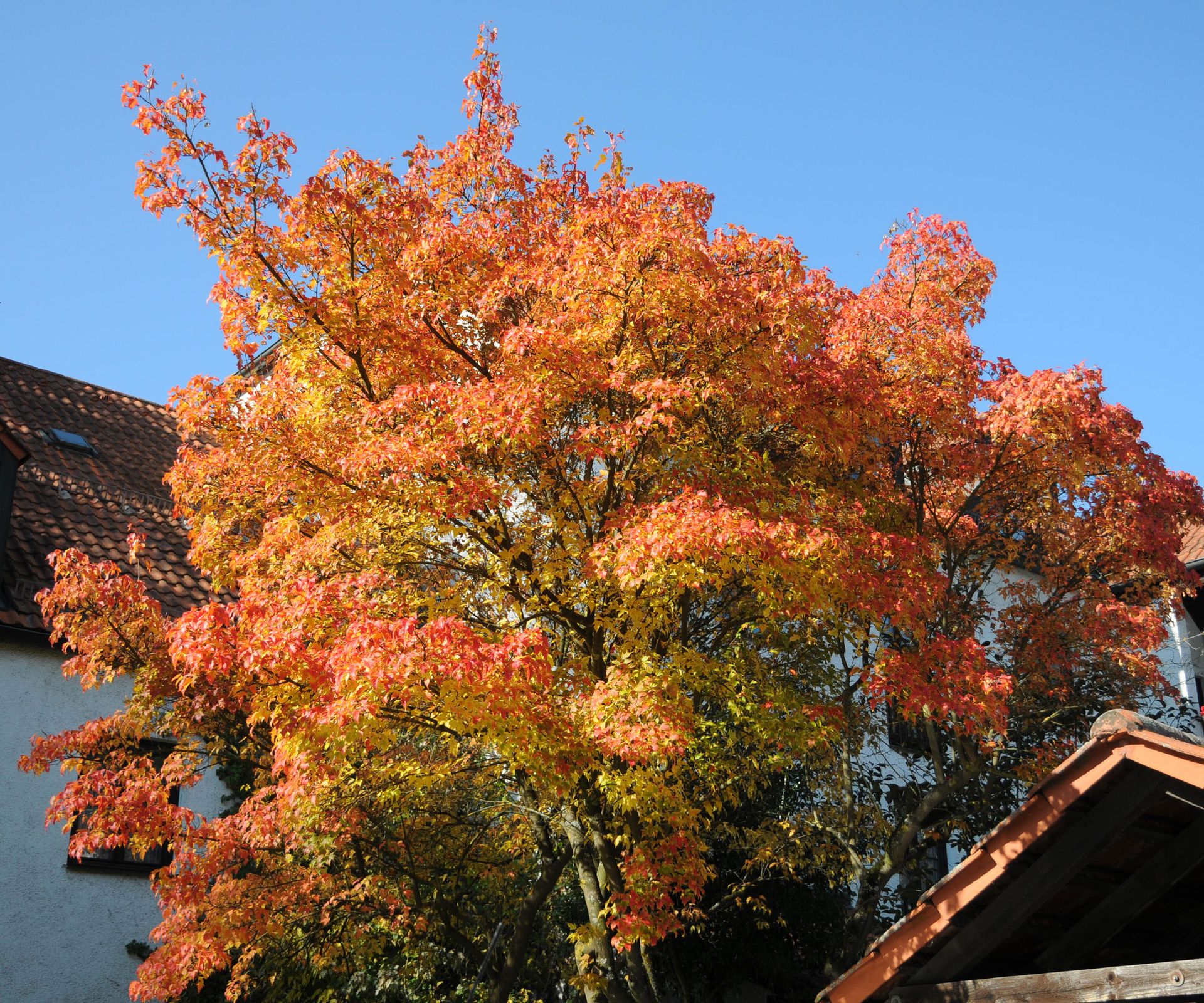 Best trees to plant close to a house: 10 inspiring ideas | Homes and ...