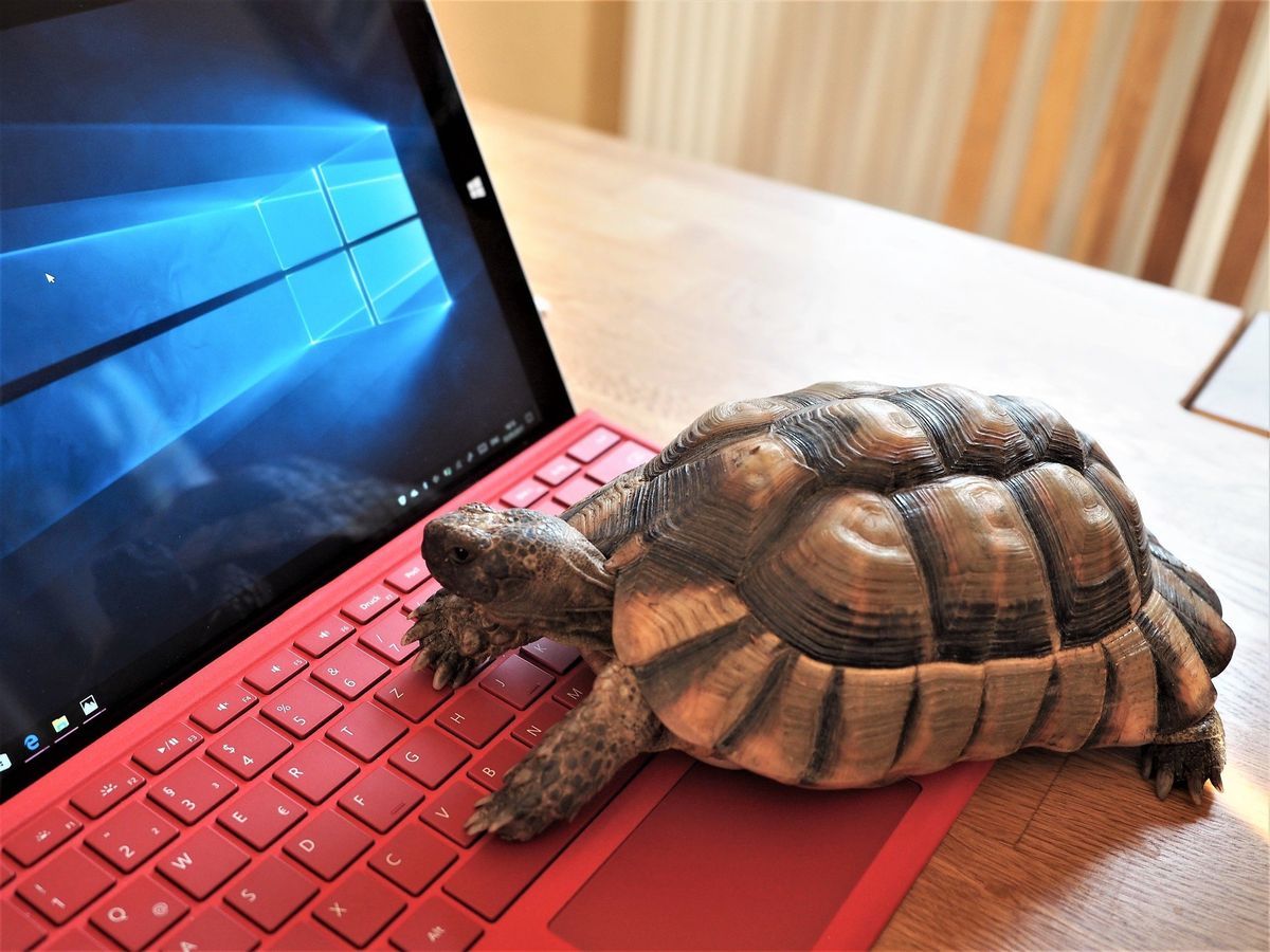 It's Friday! Here's a bunch of cute animals with Surface PCs | Windows ...
