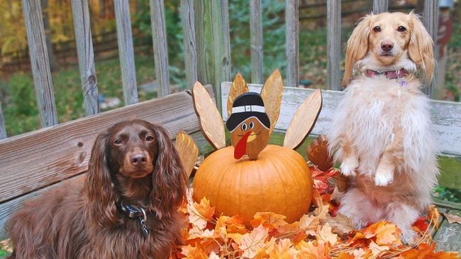 Thanksgiving dinner for dogs: create their own dog-friendly menu ...