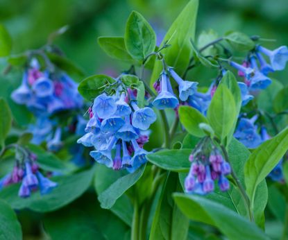 Light Up Your Garden With These 8 Native Shade Loving Plants ...