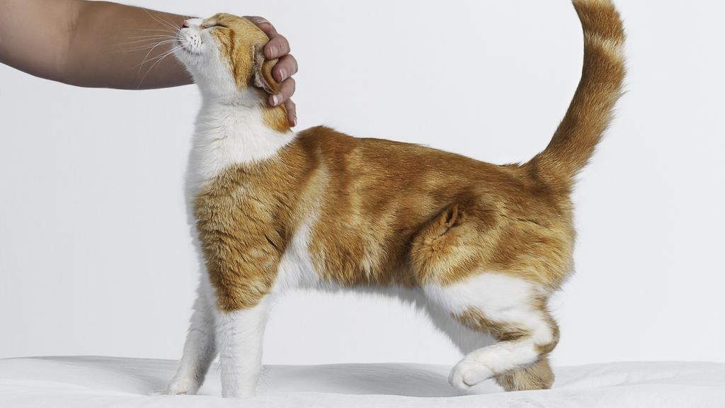 32 funny things cats do | PetsRadar