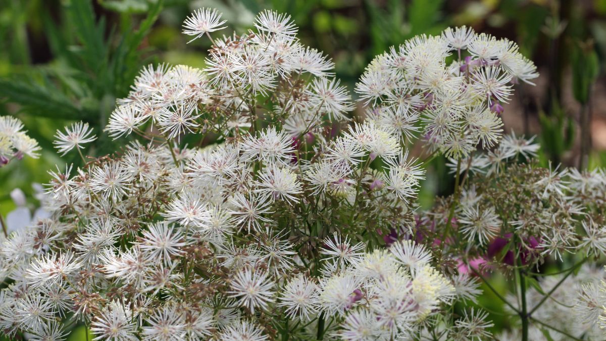 7 flood-tolerant plants to protect your yard from heavy rain | Tom's Guide