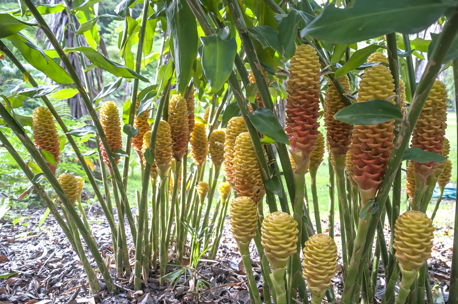 How to grow ginger | Homes and Gardens