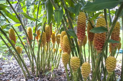 How to grow ginger | Homes and Gardens