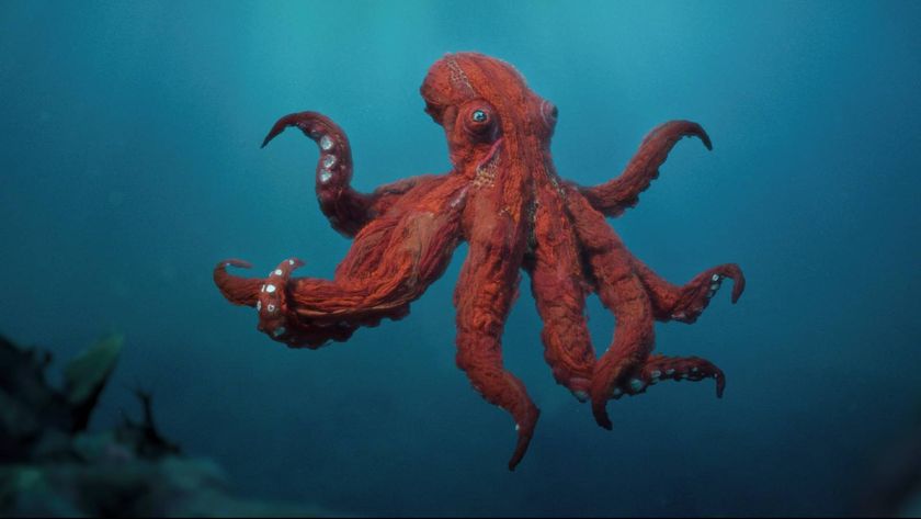 How to watch The Devil's Climb: stream the Alex Honnold documentary ...