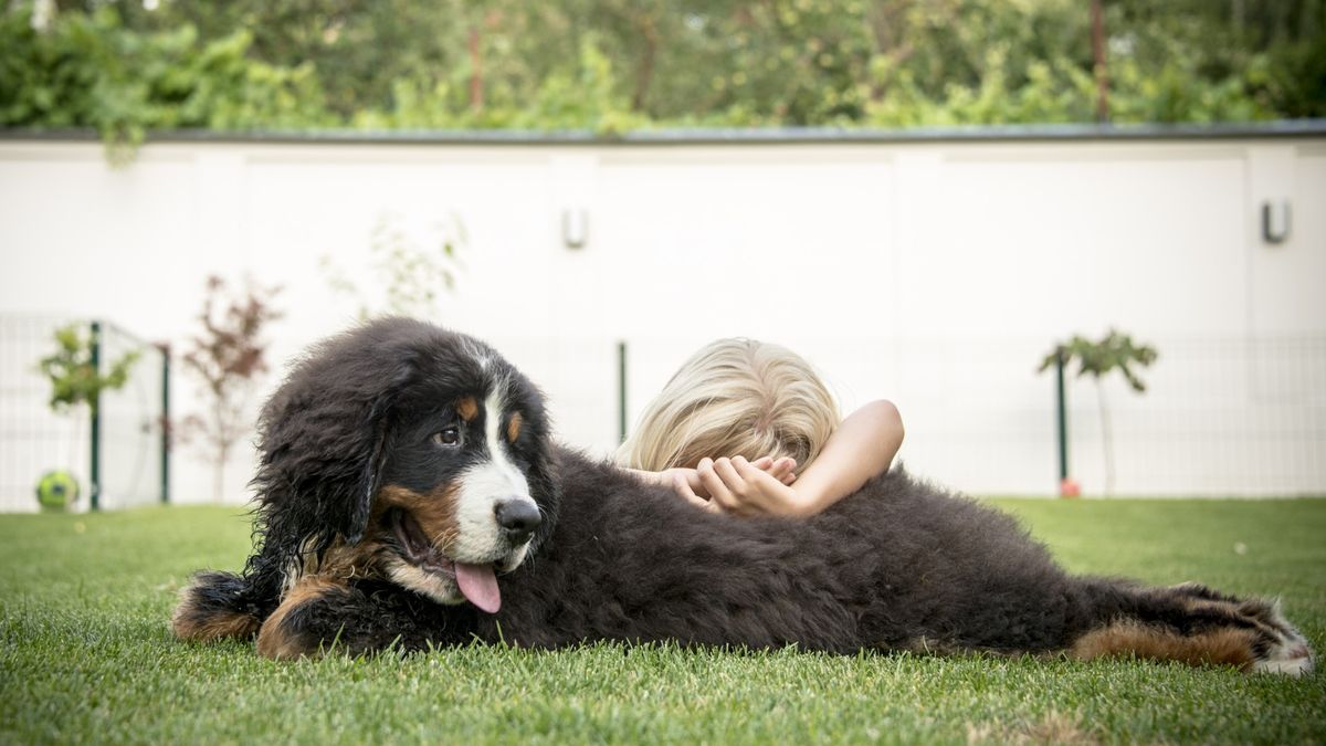 32 things to know about caring for a large-breed dog | PetsRadar