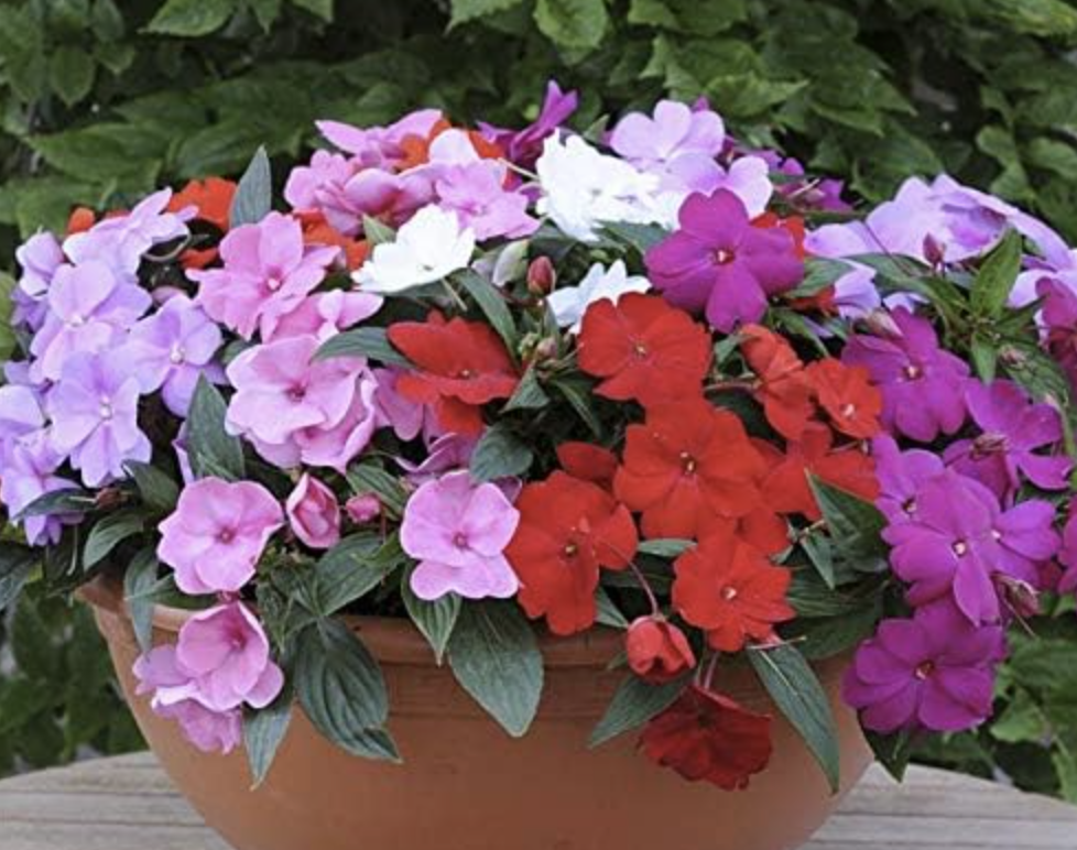 The best indoor plants that flower all year round | Livingetc