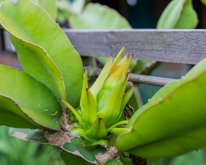 How to grow dragon fruit: both indoors and outside | Homes and Gardens