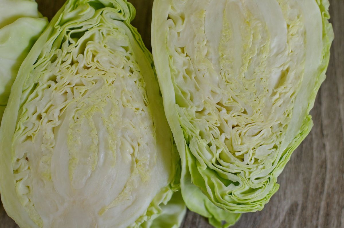 Heat Tolerant Cabbages: Tips For Growing Charleston Wakefield Cabbage ...