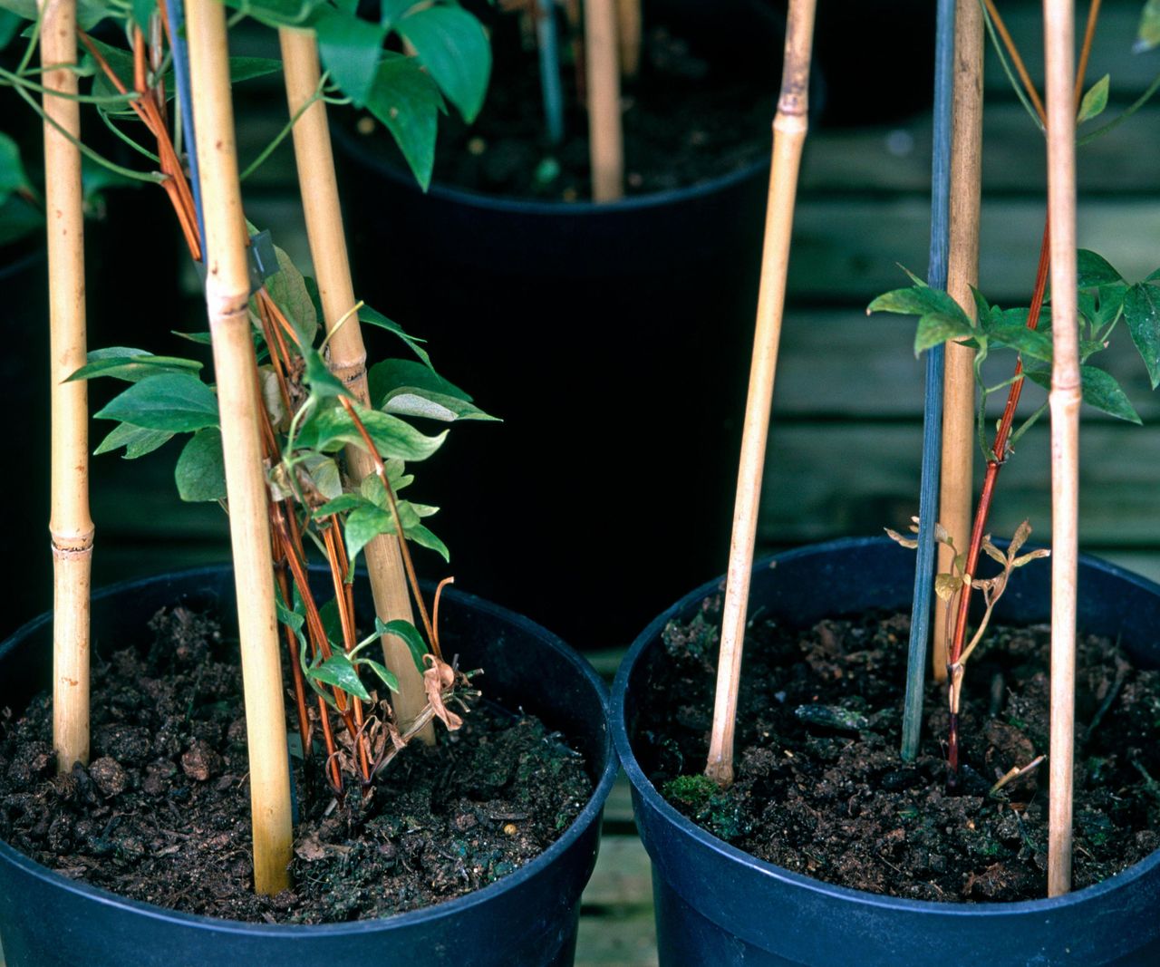 How to grow clematis in pots: expert tips for containers | Homes and ...