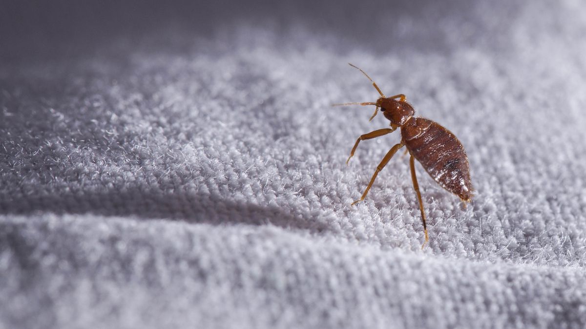 7 signs of bed bugs in your mattress — and whether it can be saved or ...