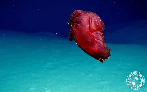 Bizarre 'Headless Chicken Monster' Drifts Through Antarctic Deep | Live ...